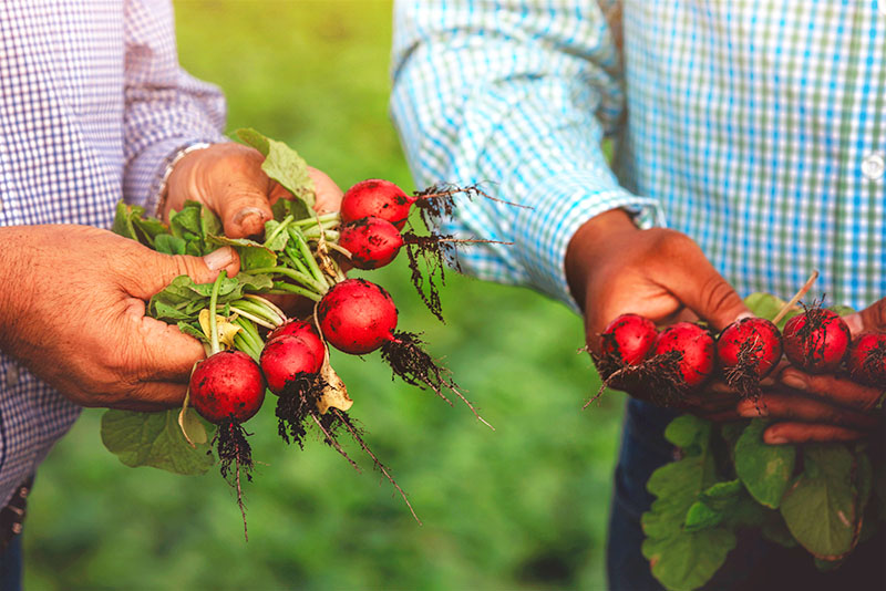 Farm Fresh Vegetables - Livemotion