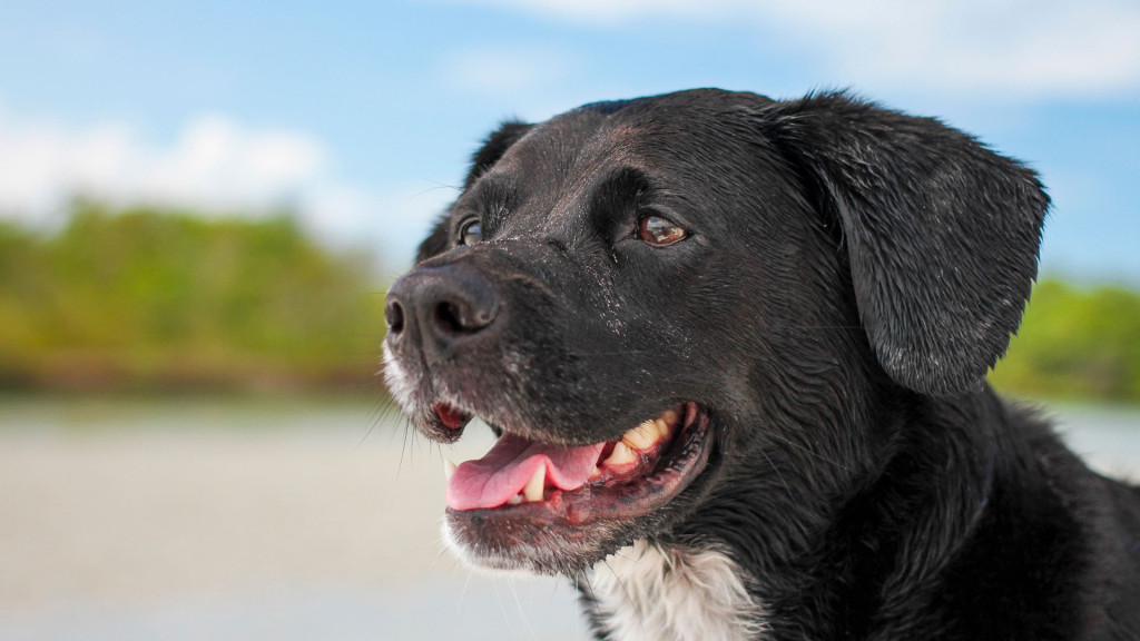Dog Training Services Boca Raton FL - Livemotion